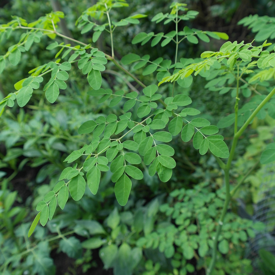 Products – Mutarnee Moringa